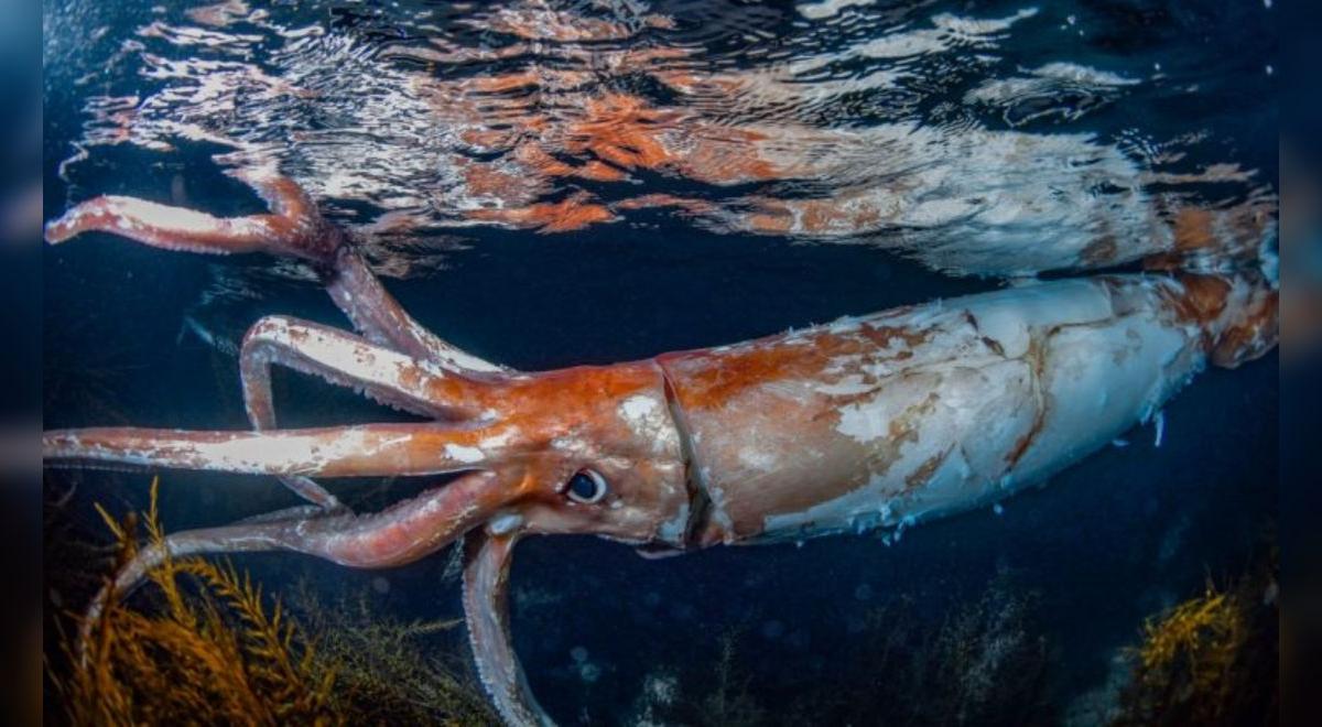 Captan imágenes de un calamar gigantesco nadando en la costa de Japón ...