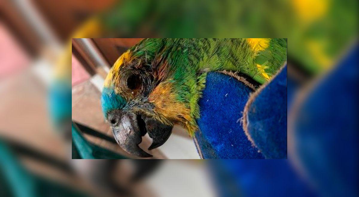 Incendio Amazonas: Bolivia: asi lucen los animales víctimas del ...