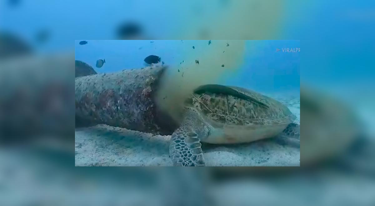 Facebook viral: cree que tortuga ha muerto aplastada por pesado tubo ...