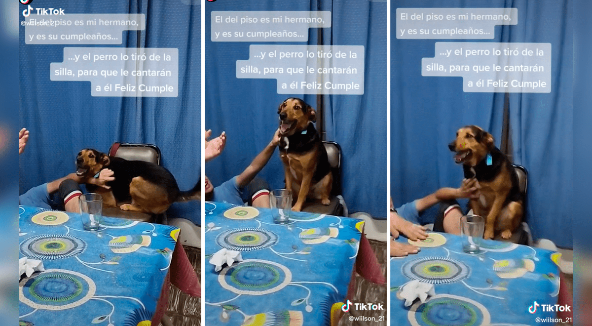 Tiktok Viral Perrito Le Roba Protagonismo A Su Dueño Y Logra Que La