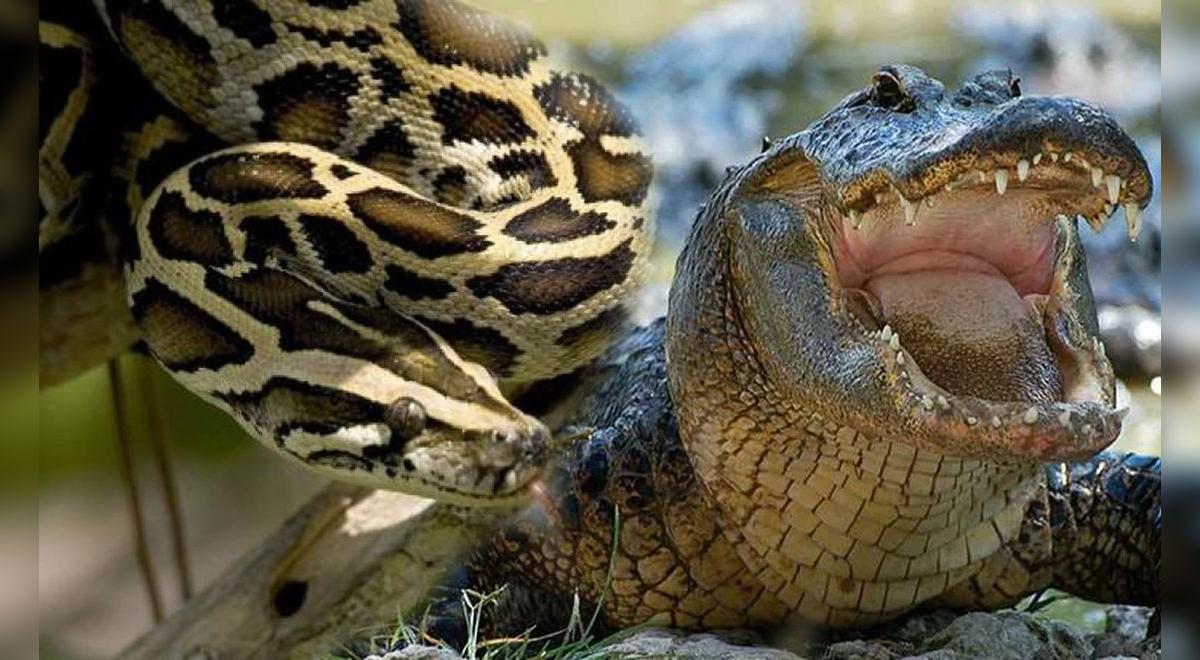 Viral | Cazan a serpiente pitón y le encuentran un caimán en su estómago | Video | Mundo | La ...