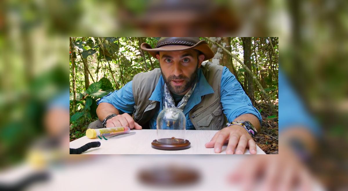 YouTube viral: se deja picar por letal avispa verdugo para descubrir ...