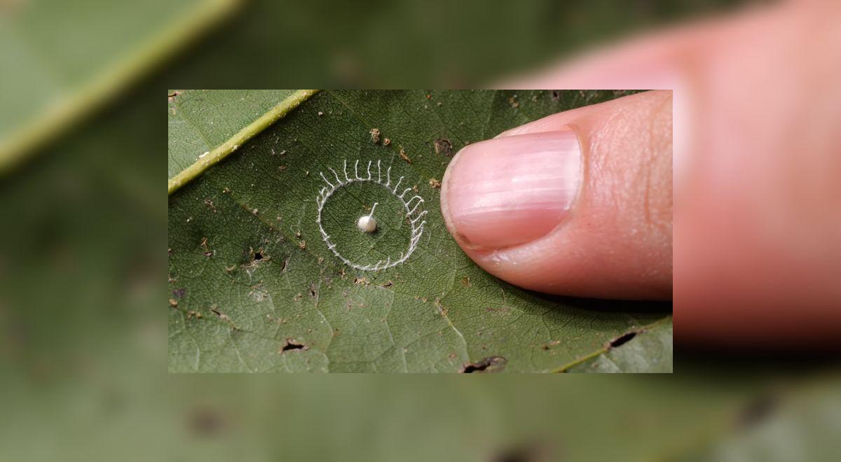 Araña Silkhenge: qué es, significado, cómo lo producen las arañas de la ...