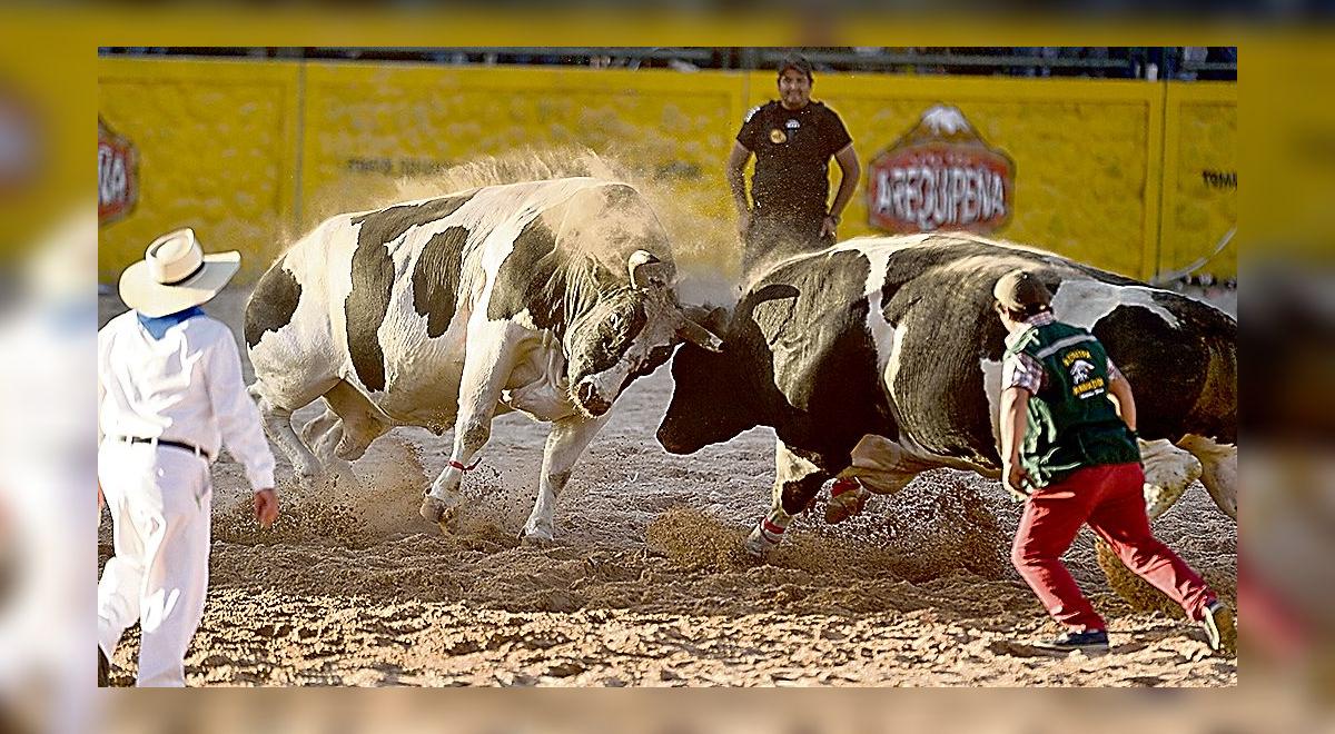 Arequipa: retoman peleas de toros desde el 19 de diciembre | Sociedad ...