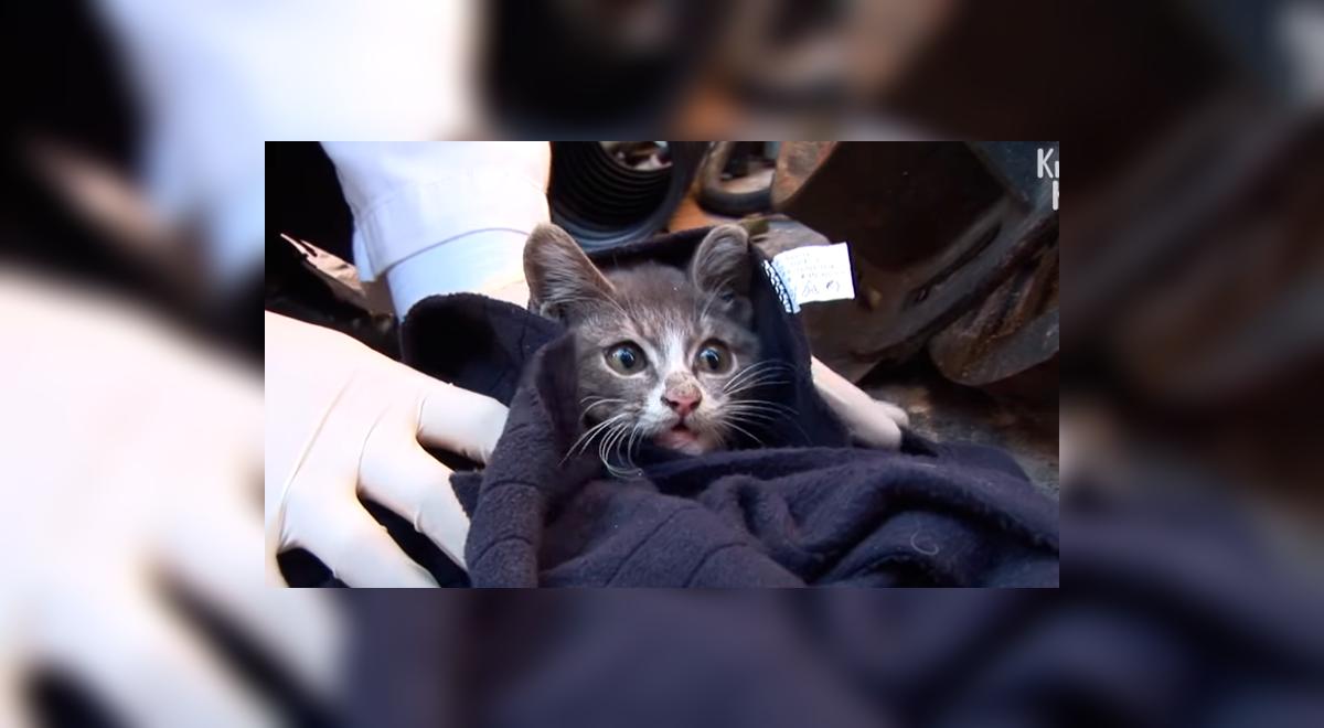 YouTube viral: Gatito espera junto al cadáver de su madre y conmueve al ...