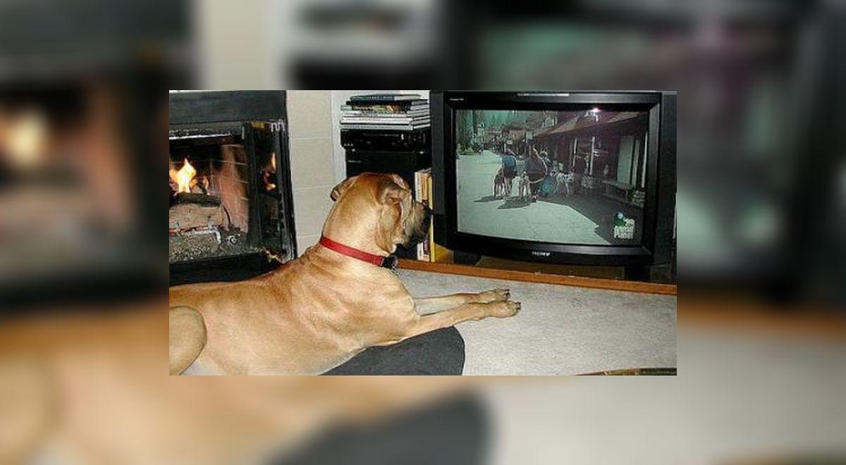 Estudio cientifico revela que ven los perros en la television | Daniel ...