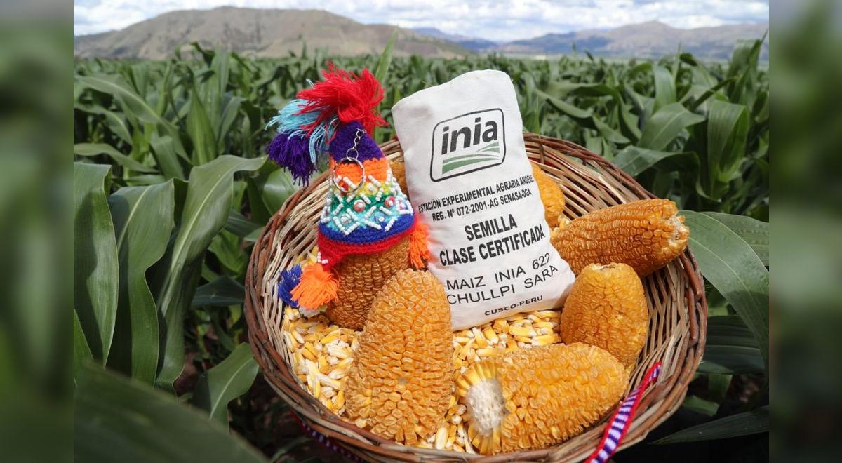 Perú tiene nueva variedad de maíz que rinde más de 8 mil kilos por ...