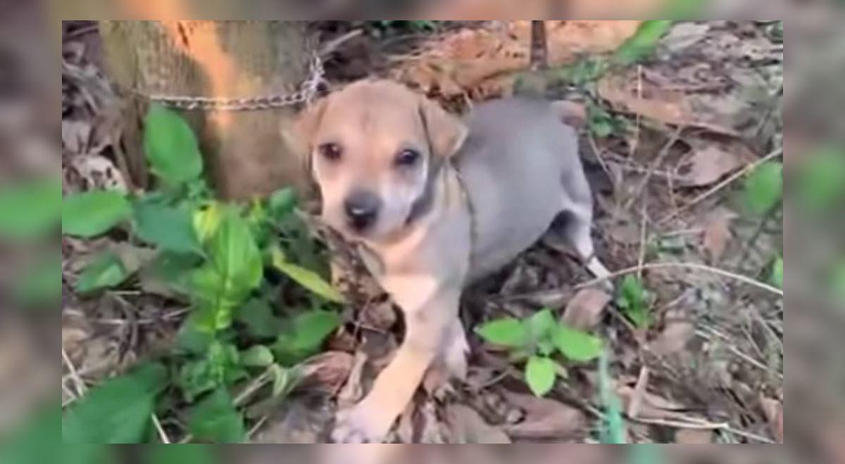 YouTube viral: hombre encontró a perro encadenado y abandonado en un ...