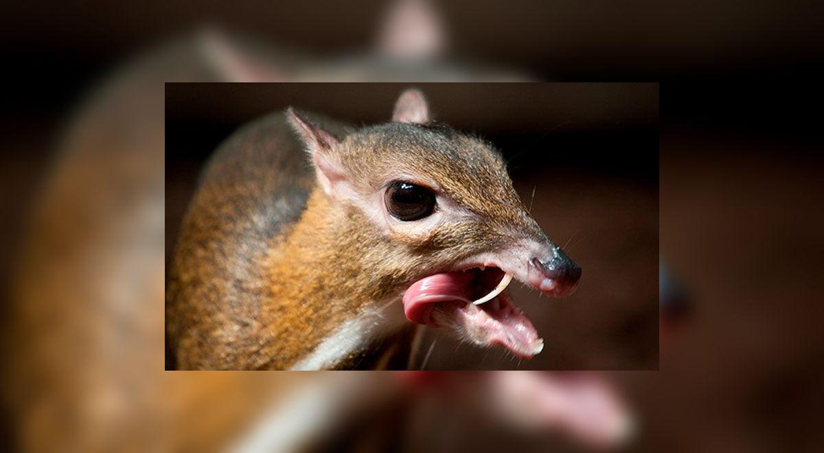 Descubren un ciervo ratón, la rara especie desaparecida desde hace ...