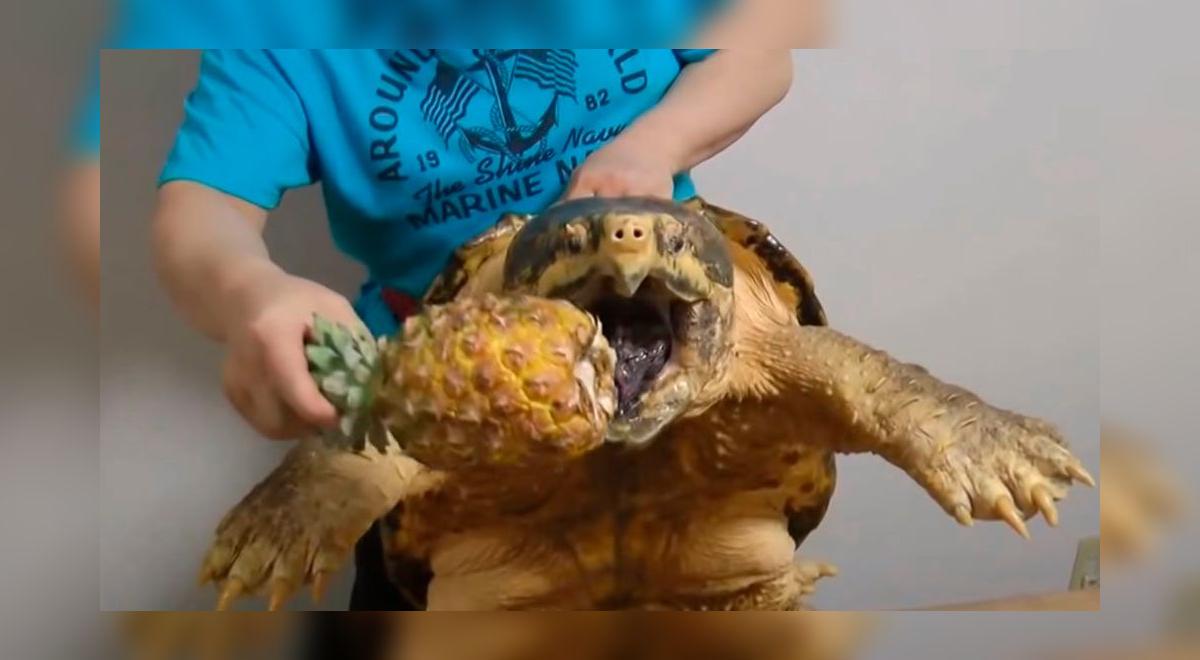 YouTube: Sorpresa viral por tortuga marina y su feroz mordida | Video ...