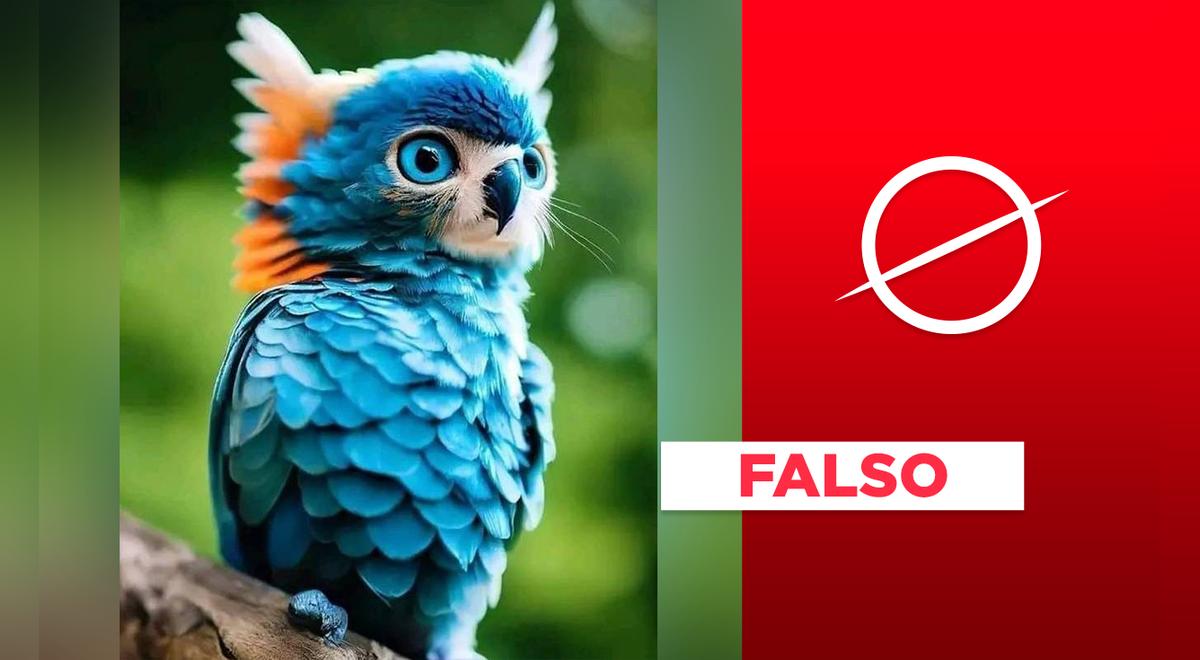 Ni esta foto es real ni existen los búhos azules