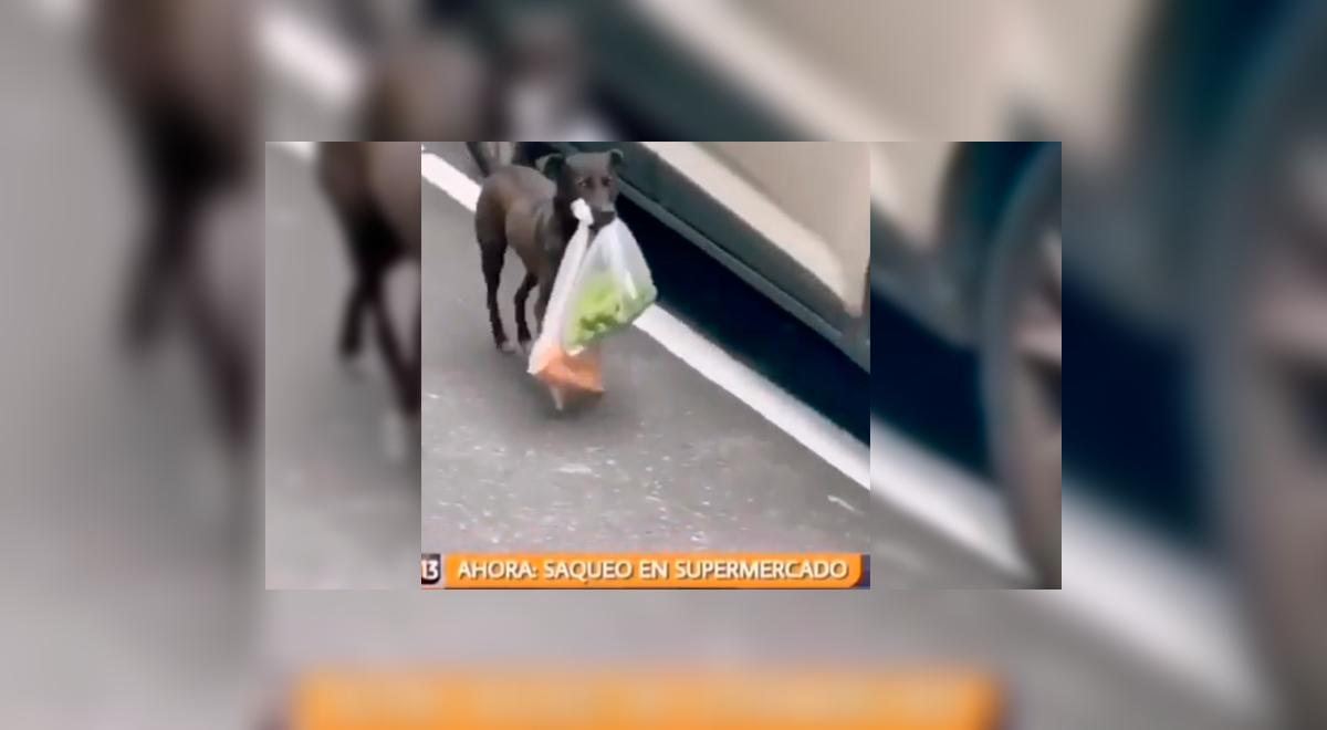 Facebook viral: captan a perro robando cosas de supermercado durante un ...