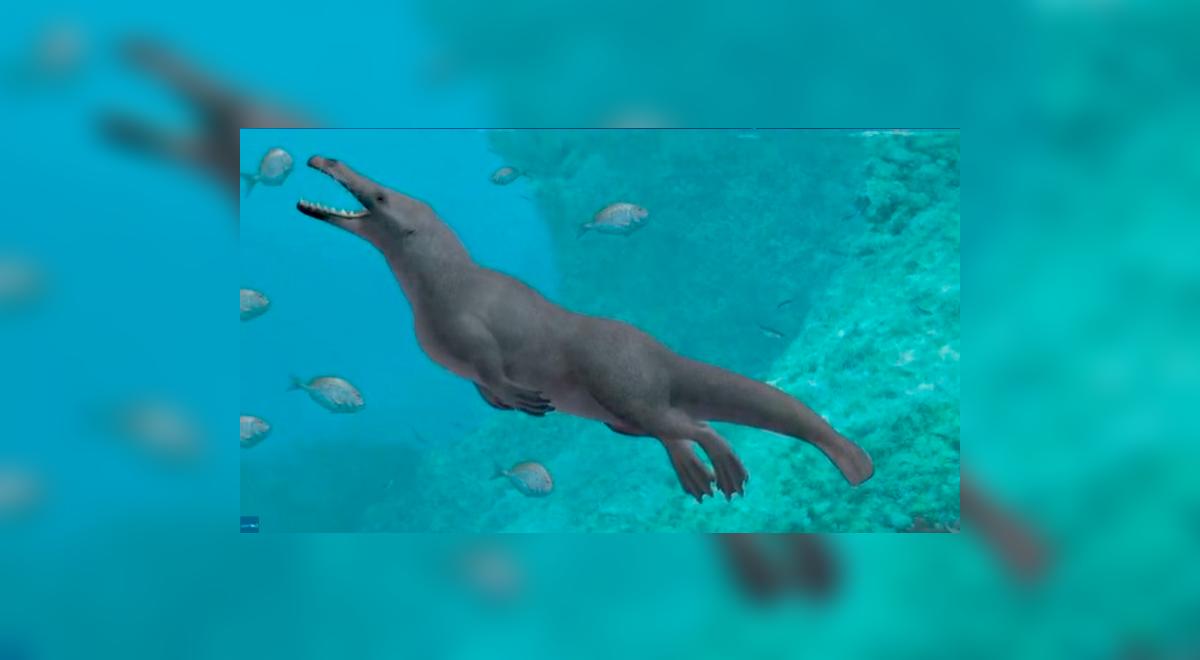 Descubren ballena de cuatro patas en la costa del Perú | fotos ...
