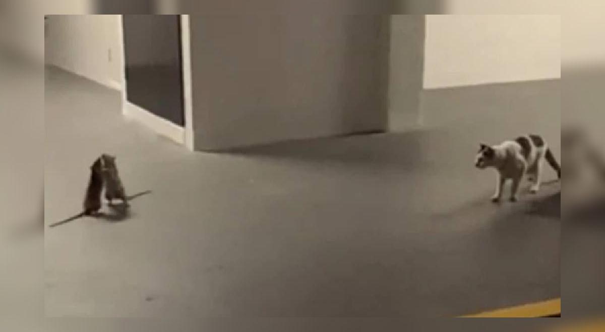 Facebook viral: gato presenció una brutal pelea entre dos ratas y ...