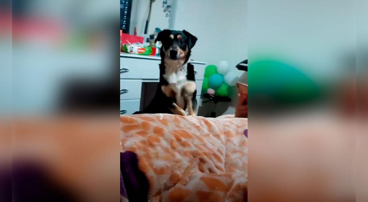 YouTube viral: le hacen creer a su perro que es ‘invisible’ y este ...