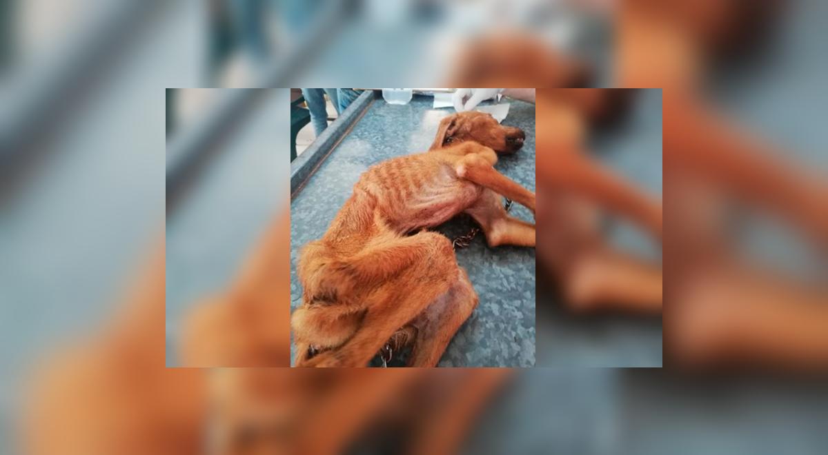 Facebook viral: Perro moribundo es rescatado de la calle y tras algunos ...
