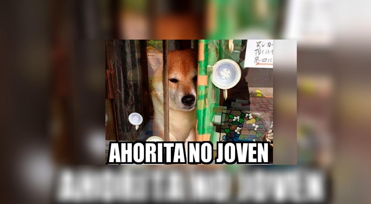 Meme del gato ‘me dijiste que tenías’ y otros animales que se volvieron ...