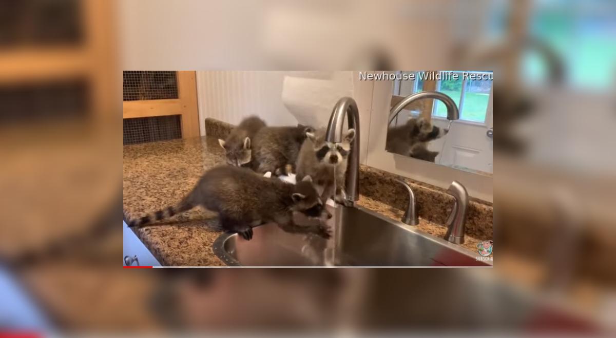 TikTok viral: mapaches se lavan las manos en grifo de una casa y causan ...