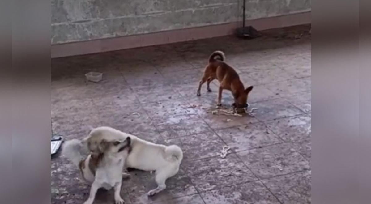 TikTok viral: perro ‘aprovecha’ la pelea entre dos canes y se come la ...