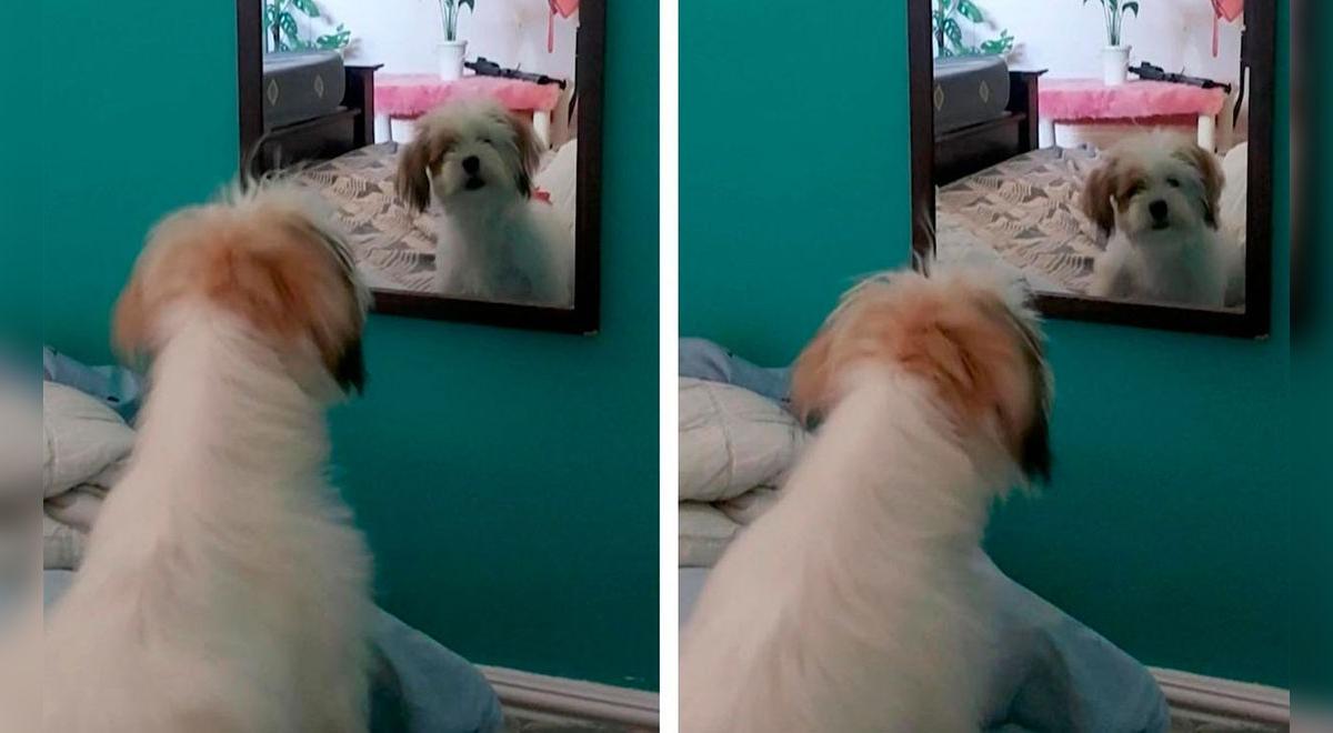 TikTok viral: perro mira su reflejo en el espejo por primera vez y ...