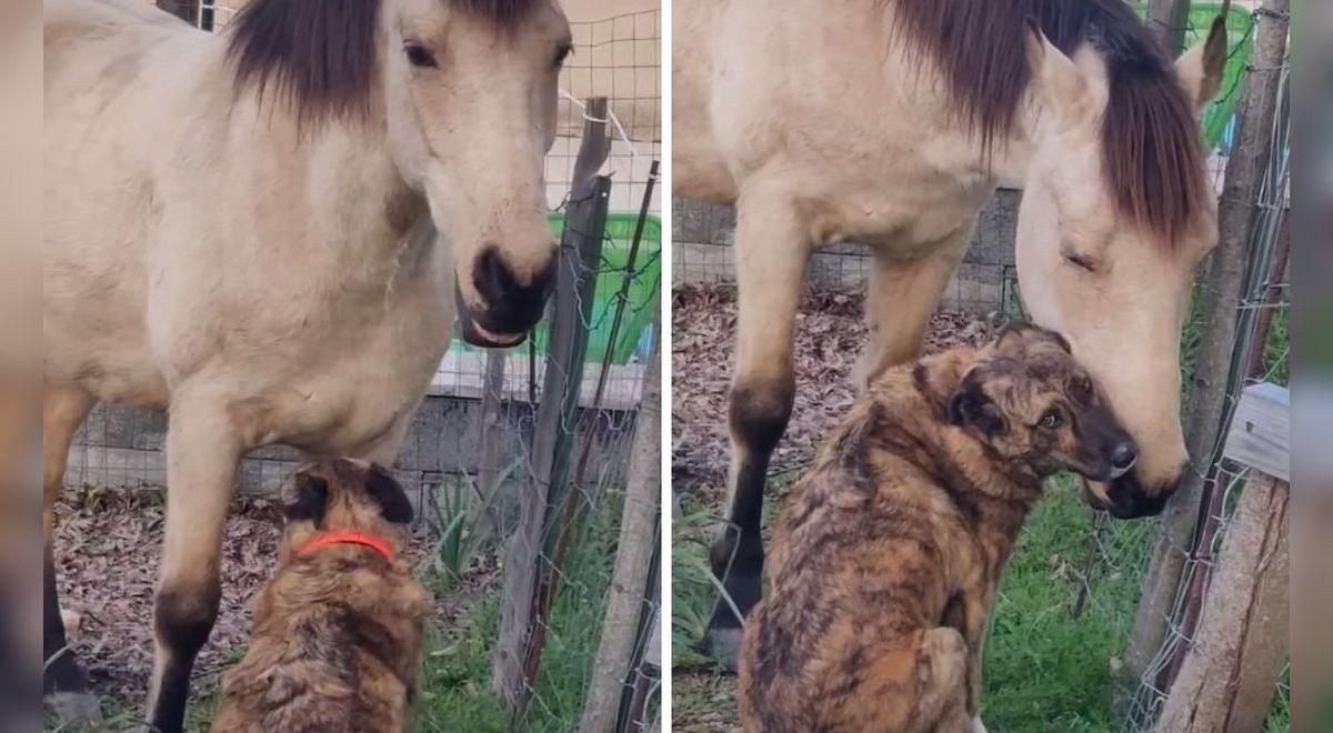 TikTok viral: Un perro y un caballo demuestran su amistad en un tierno ...