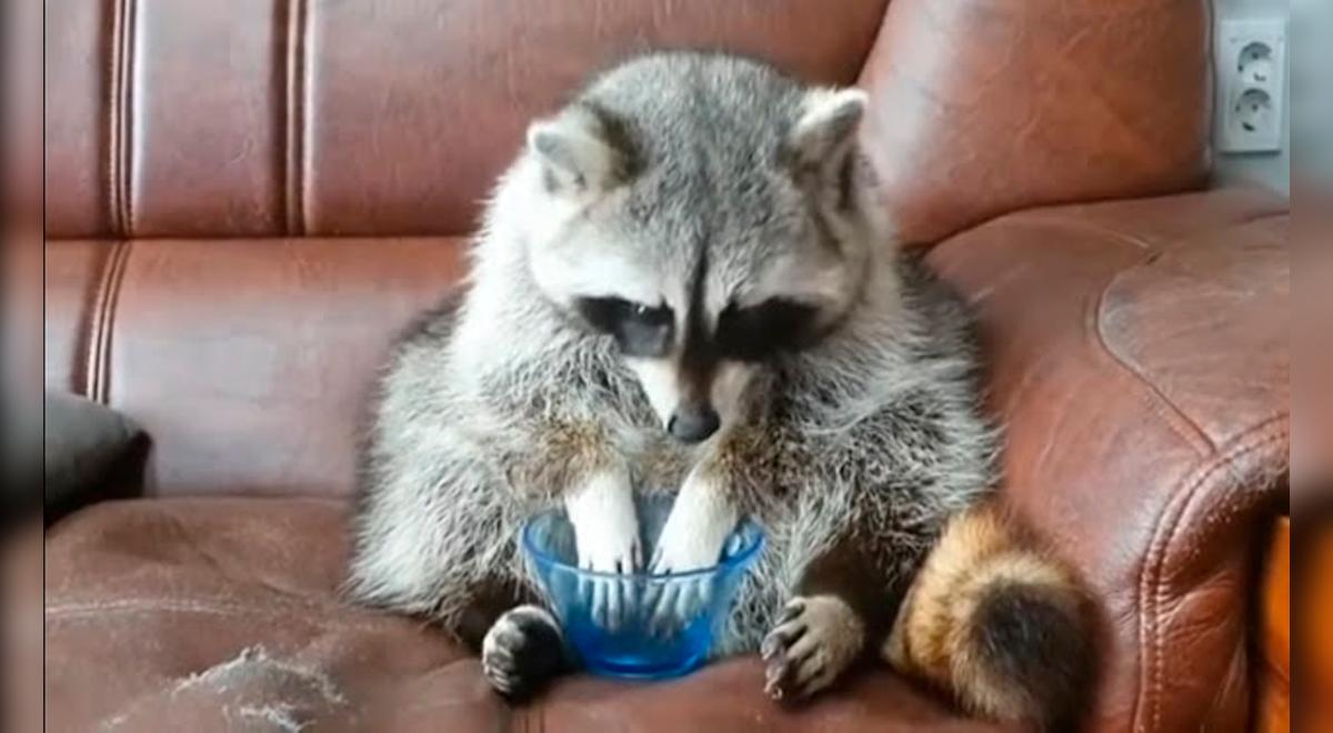 YouTube viral: Mapache tiene divertida reacción al ver que ...