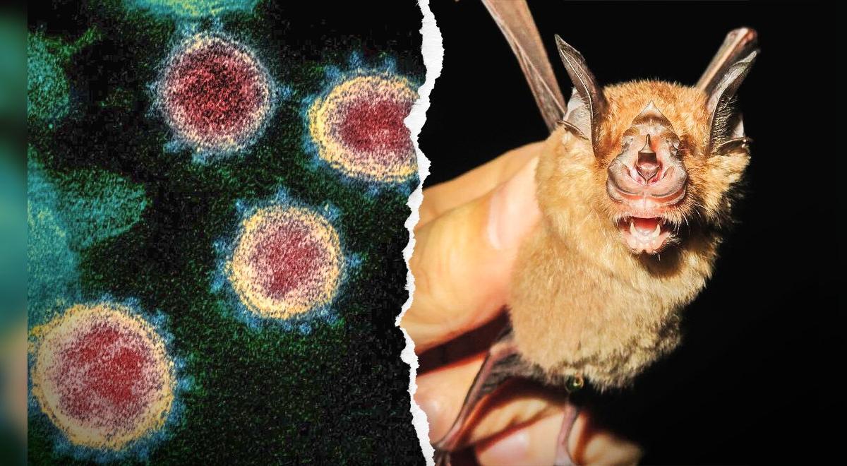 Estudio preliminar revela cuatro tipos de coronavirus parientes del ...