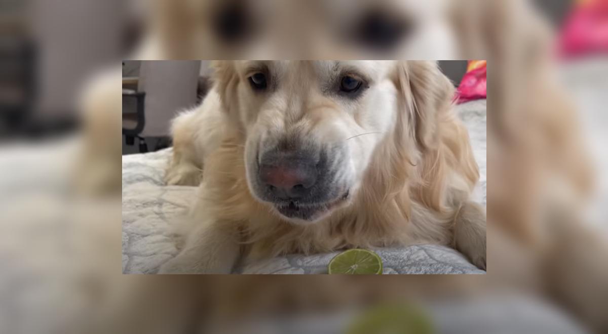 YouTube viral: joven le hace probar limón a su perro y este tiene ...