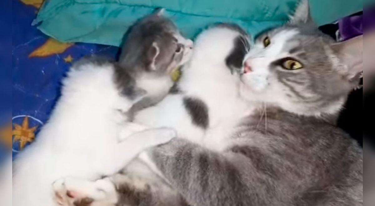 Facebook viral: adopta a gatita que estaba maullando en su techo junto ...