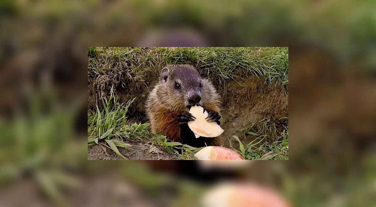 YouTube viral: bebé marmota es asustado por gaviota mientras come una ...