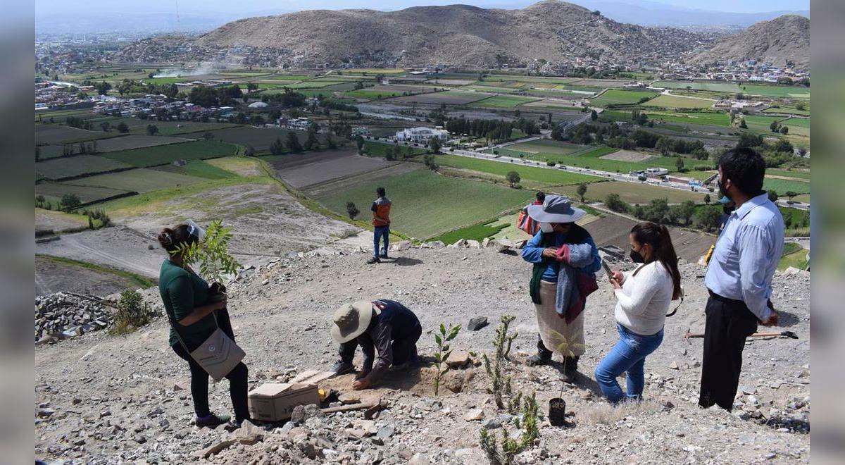 Arequipa: sembrarán 6.000 plantones en el distrito de Sachaca ...