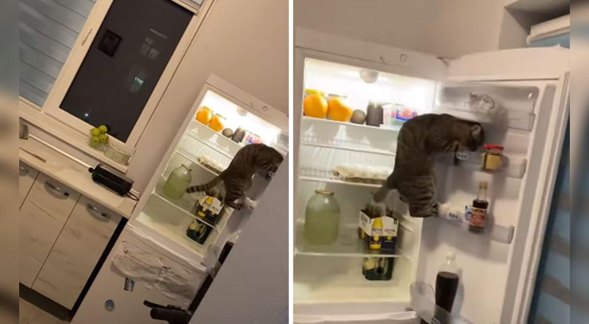 TikTok viral: regresa a casa y descubre a su gato ‘robando’ comida del ...