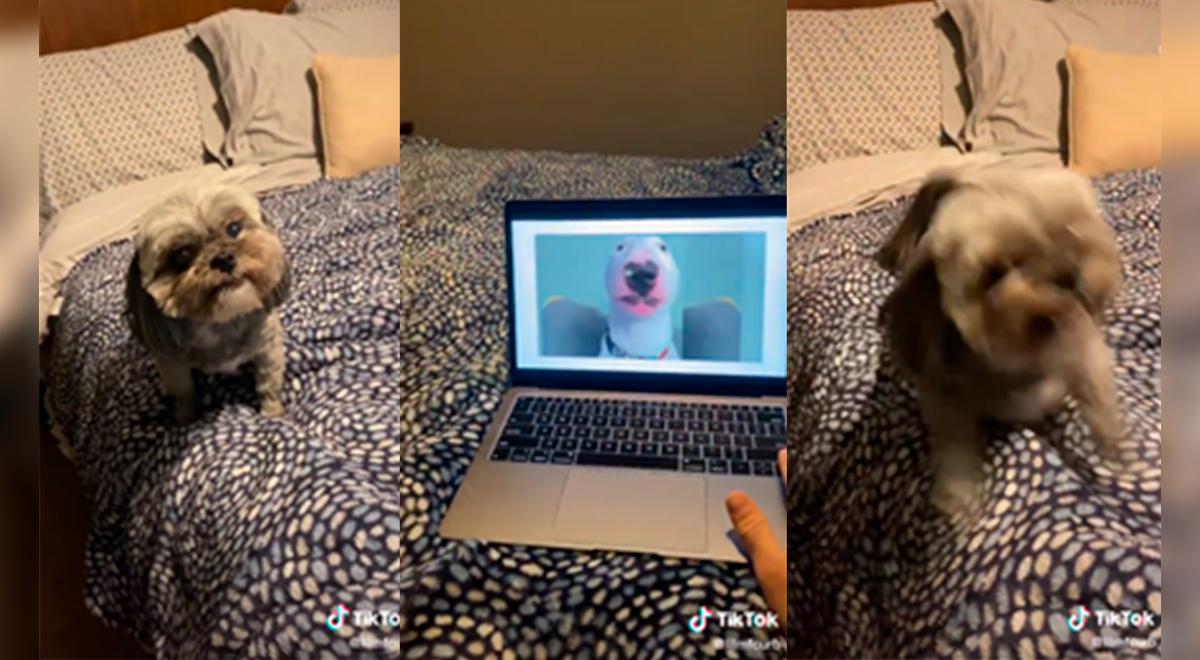 TikTok Viral: graba divertido tiktok con su perro y video se viraliza ...