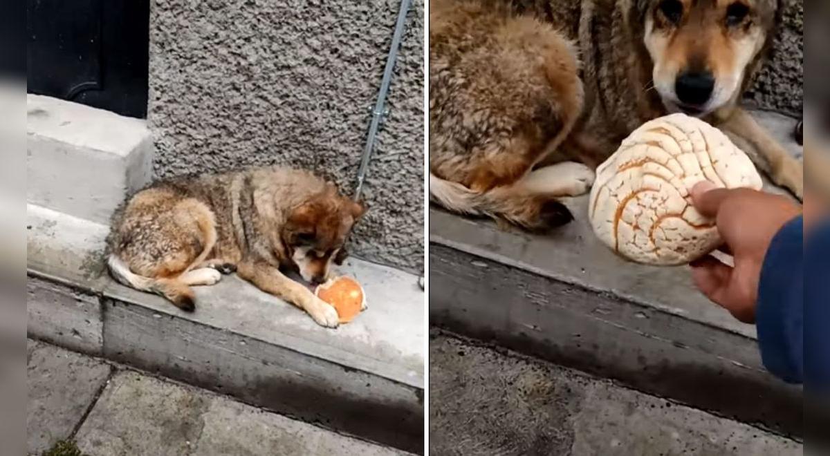TikTok viral: panadero encuentra a perros callejeros bajo la lluvia y ...