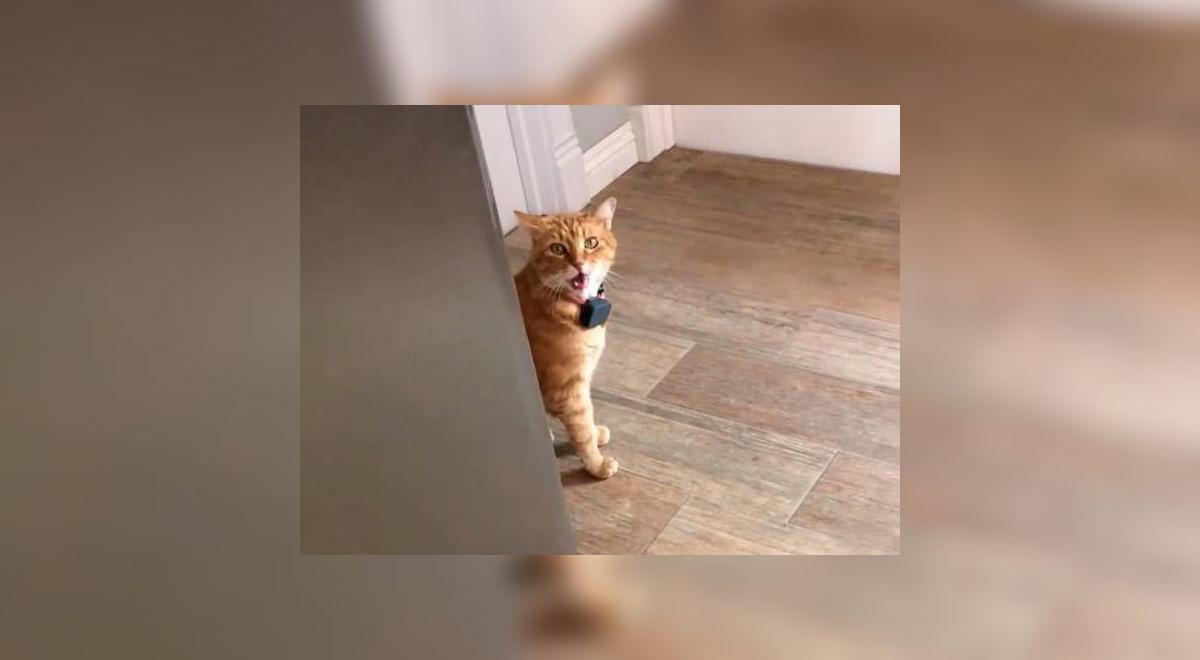 Instagram viral: el gato de Instagram que saluda a sus dueños al llegar ...