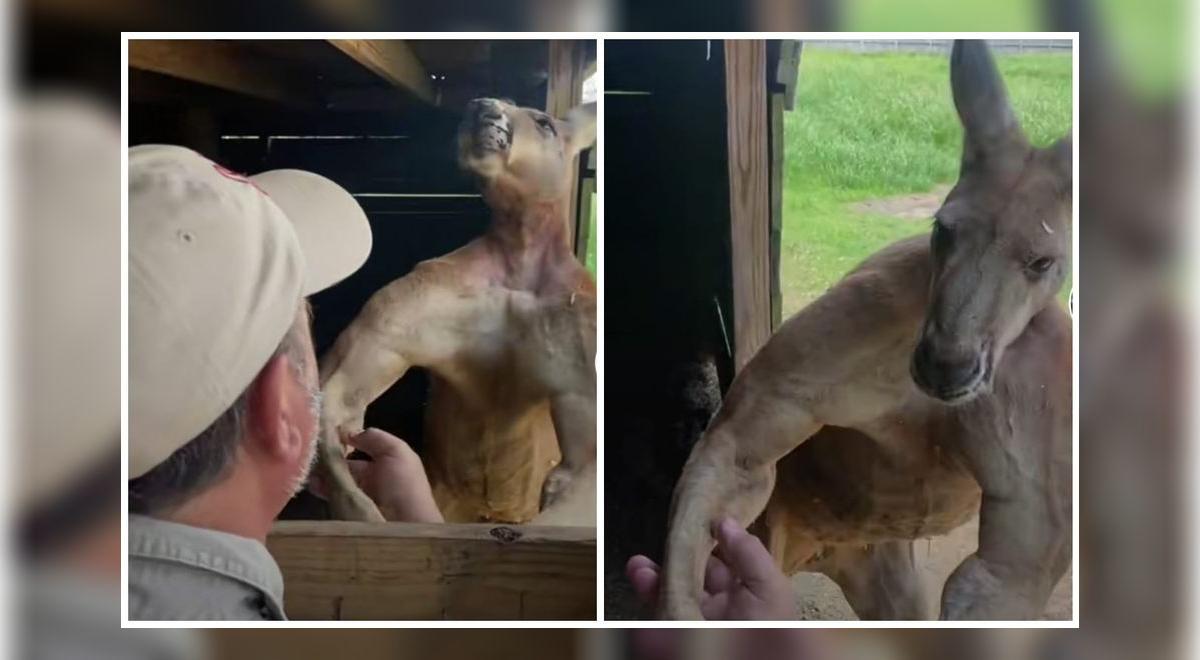 TikTok viral: la increíble musculatura de un canguro sorprende en redes ...