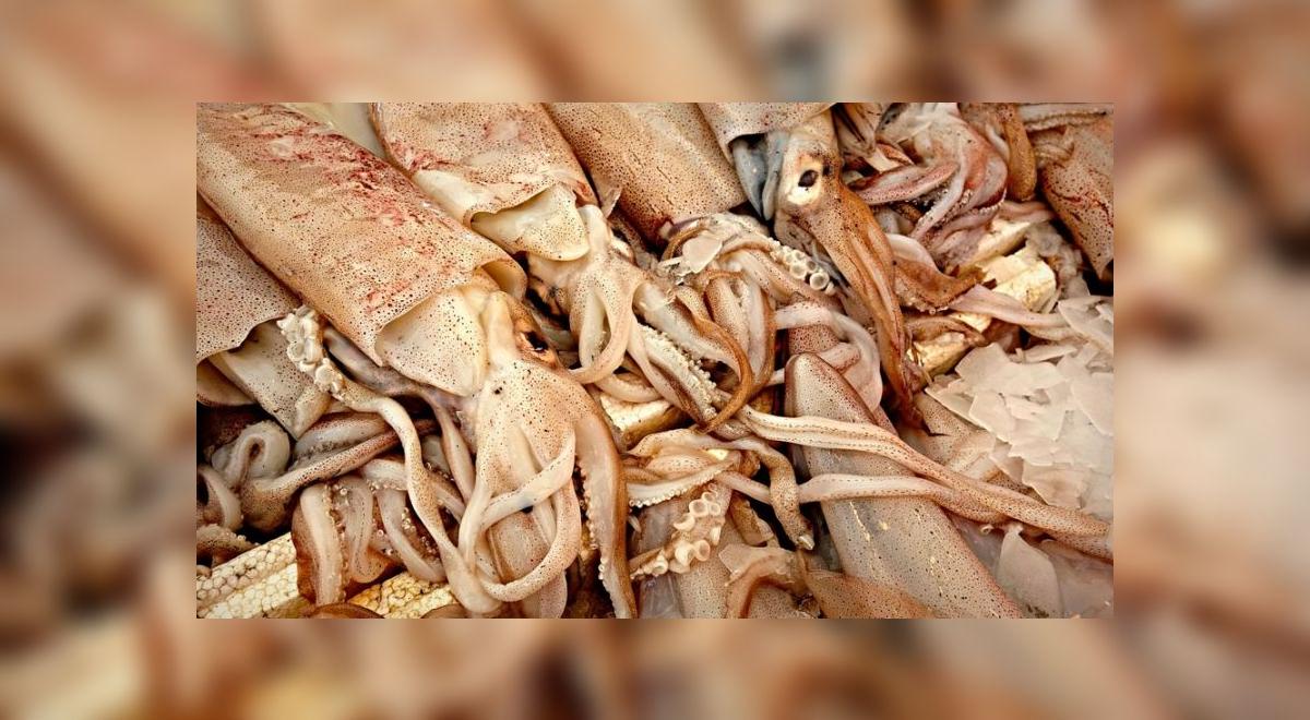 Cámara Peruana del Calamar Gigante hacia una industria más sostenible ...