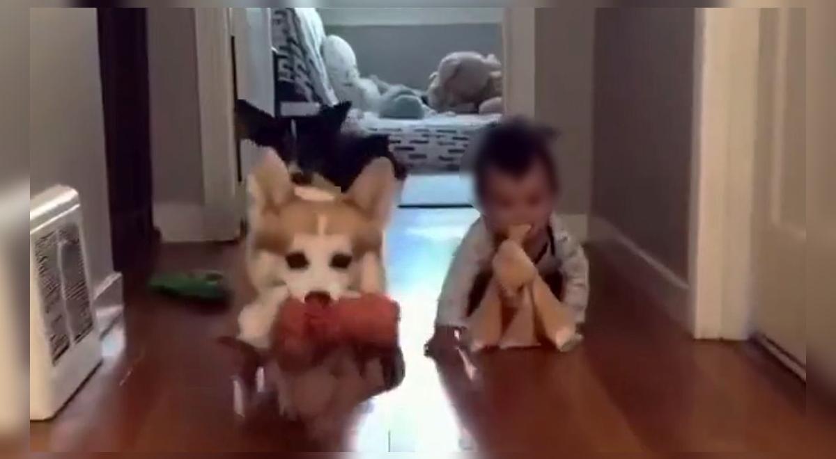 Twitter viral: bebé imita el comportamiento de sus perritos y ...