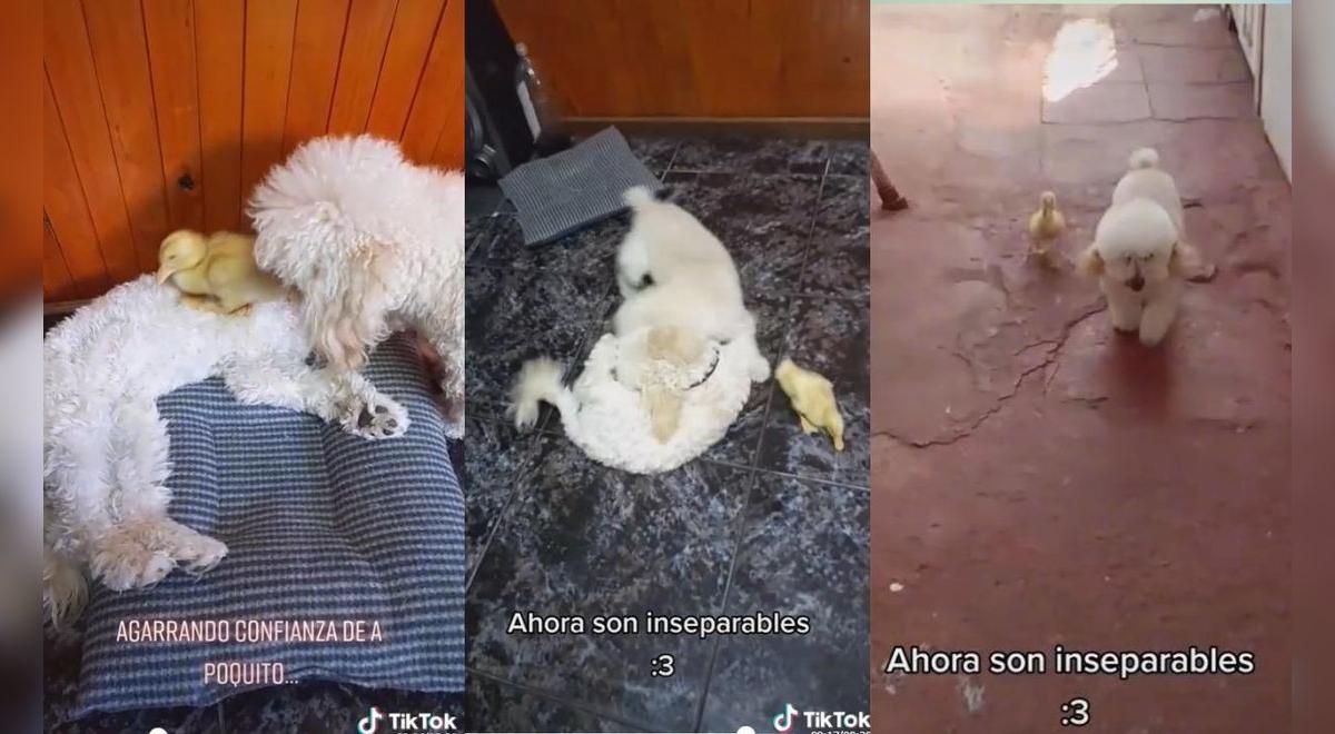 TikTok viral: perritos se vuelven los ‘mejores amigos’ del pato que su ...
