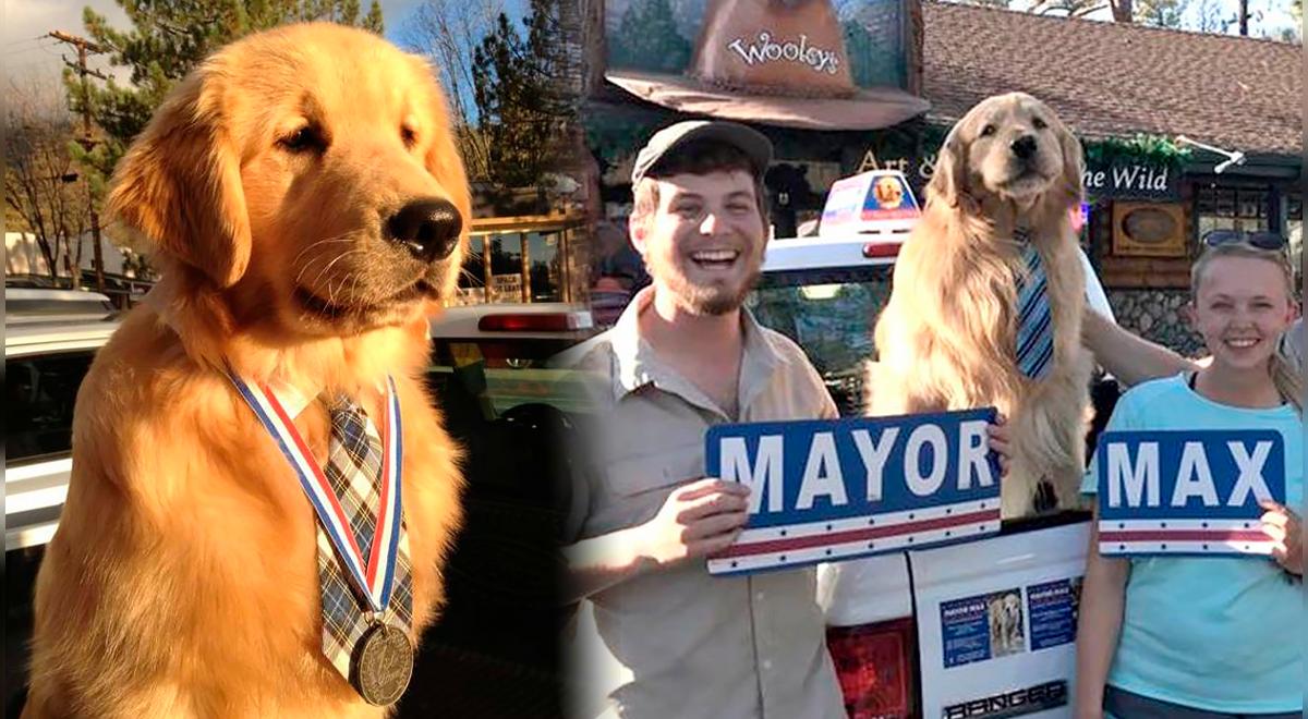 EE. UU.: Mayor Max II, el perrito que es alcalde de un pueblo de ...