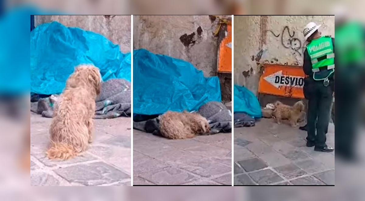 Cusco: La conmovedora historia del perrito wachimán que no se separó de ...