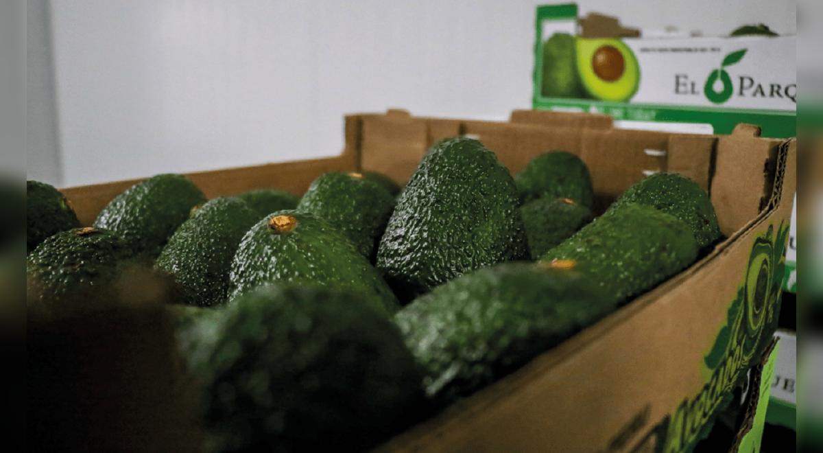 Variedades de Palta: Clasificación y tipos en el Perú al 2021 ...