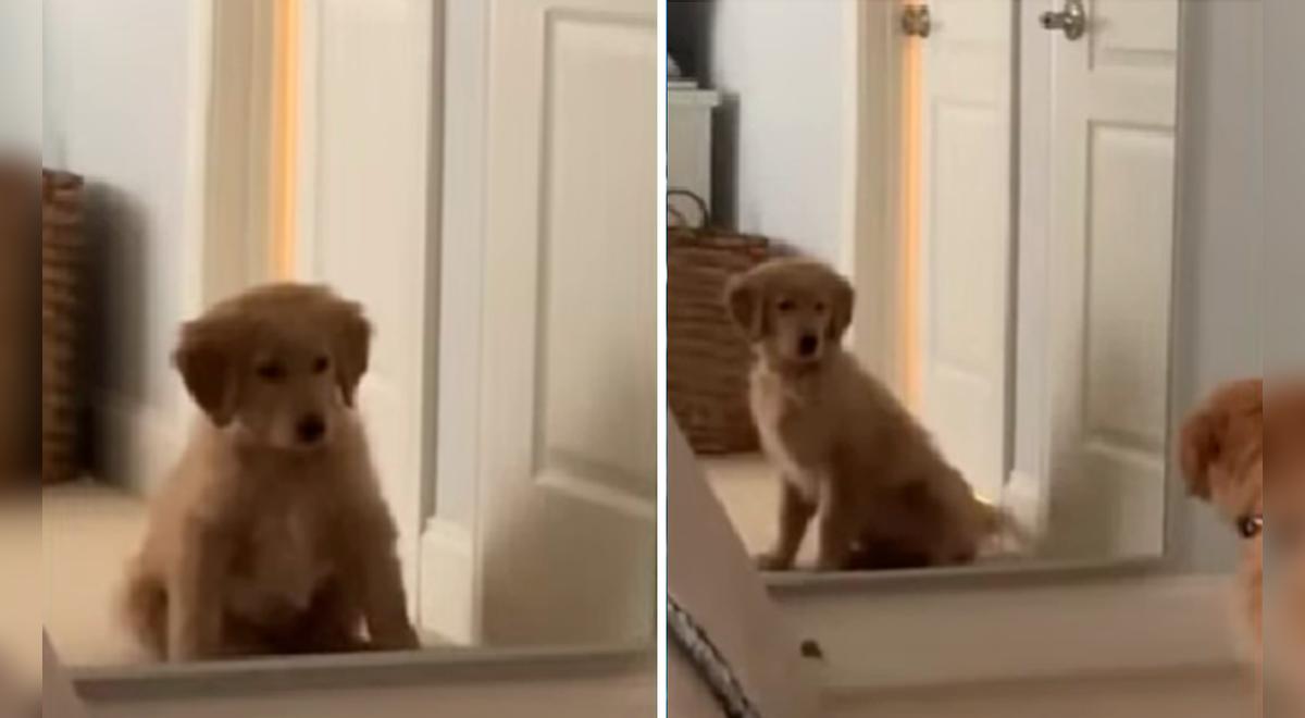 Facebook viral: perrito se para frente a un espejo y al ver su ...