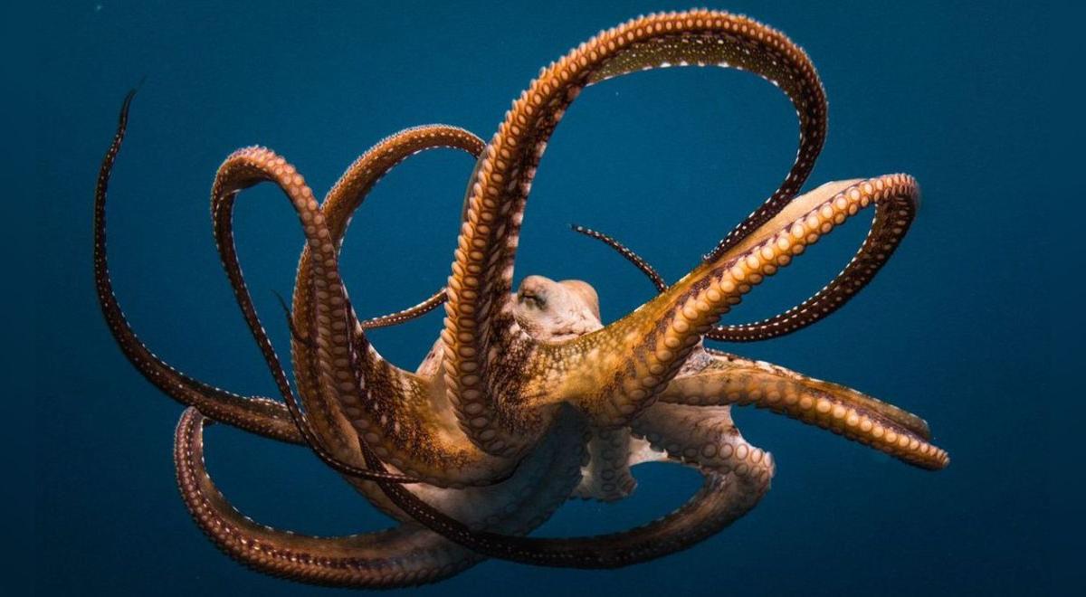 Científicos sugieren que los pulpos llegaron del espacio hace 500 ...