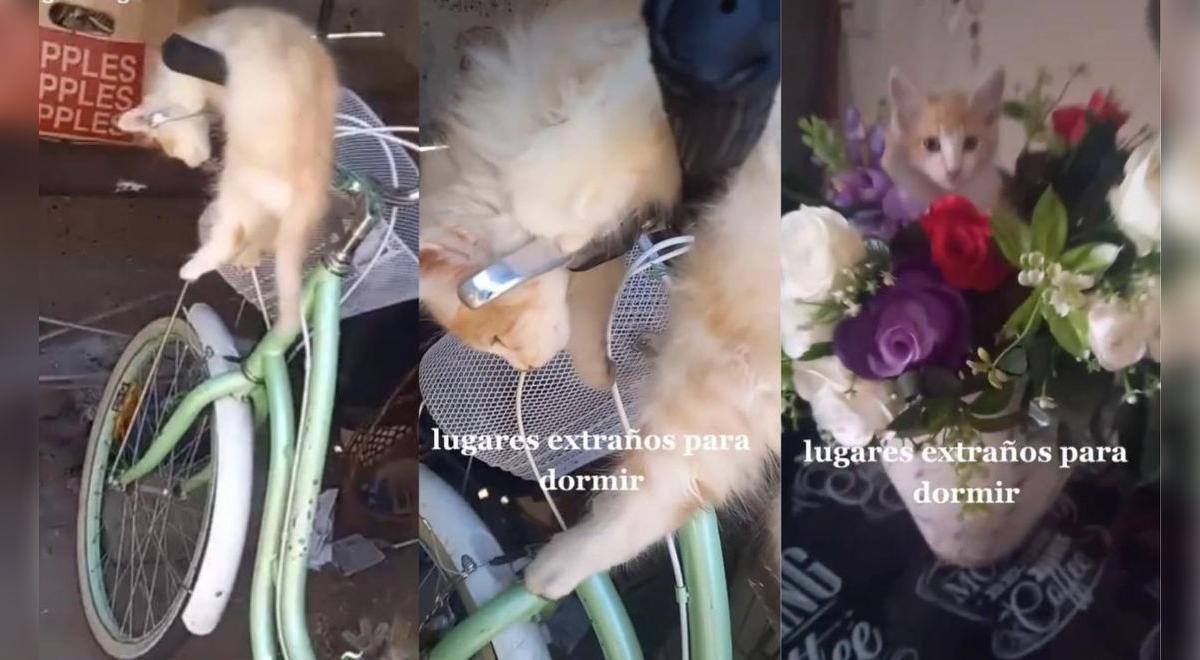 TikTok viral: Joven encuentra a su gatito durmiendo en un lugar ...