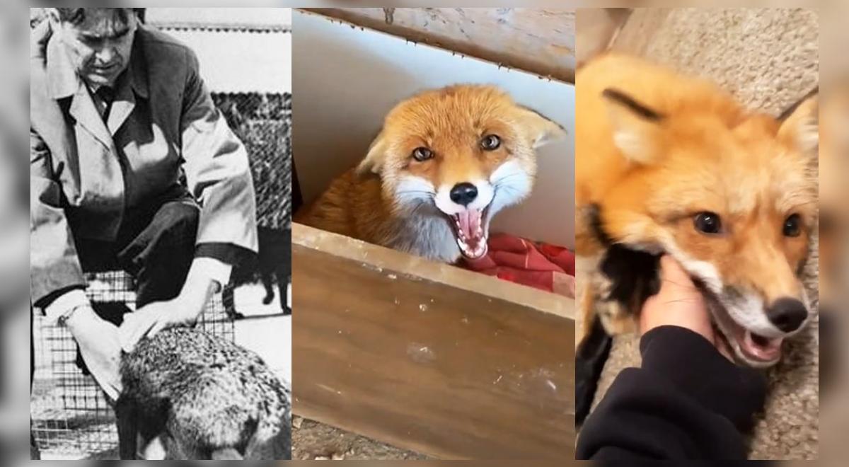 TikTok viral: conoce cómo un científico ruso experimentó con zorros ...