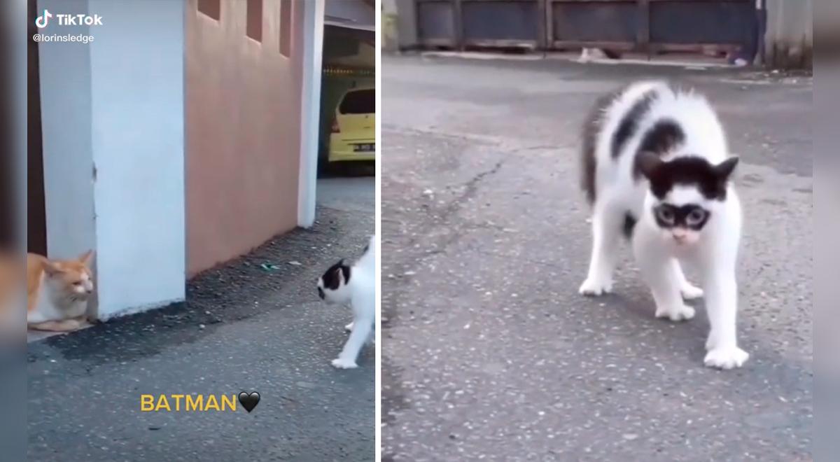 TikTok viral: captan a minino con una ‘máscara natural’ y usuarios lo ...