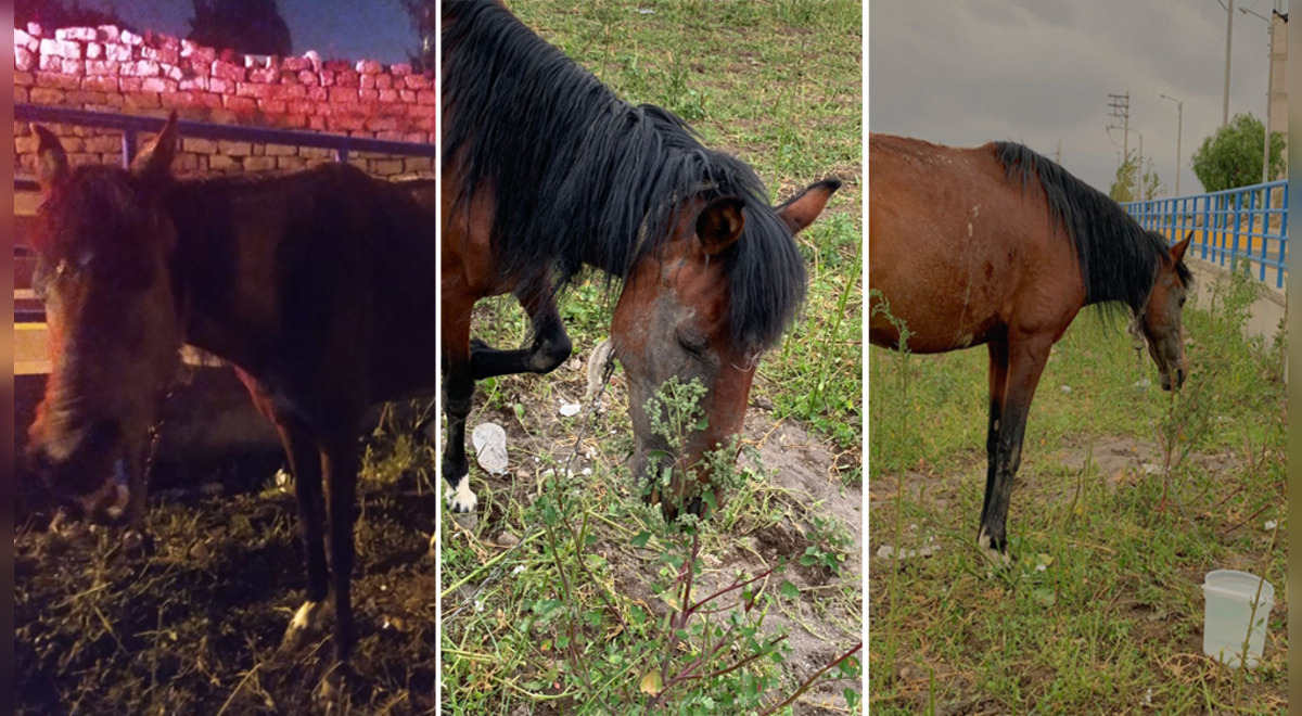 Arequipa: Policía rescata a yegua maltratada y abandonada en Cayma lrsd ... Arequipa: Policía rescata a yegua maltratada y abandonada en Cayma lrsd ...