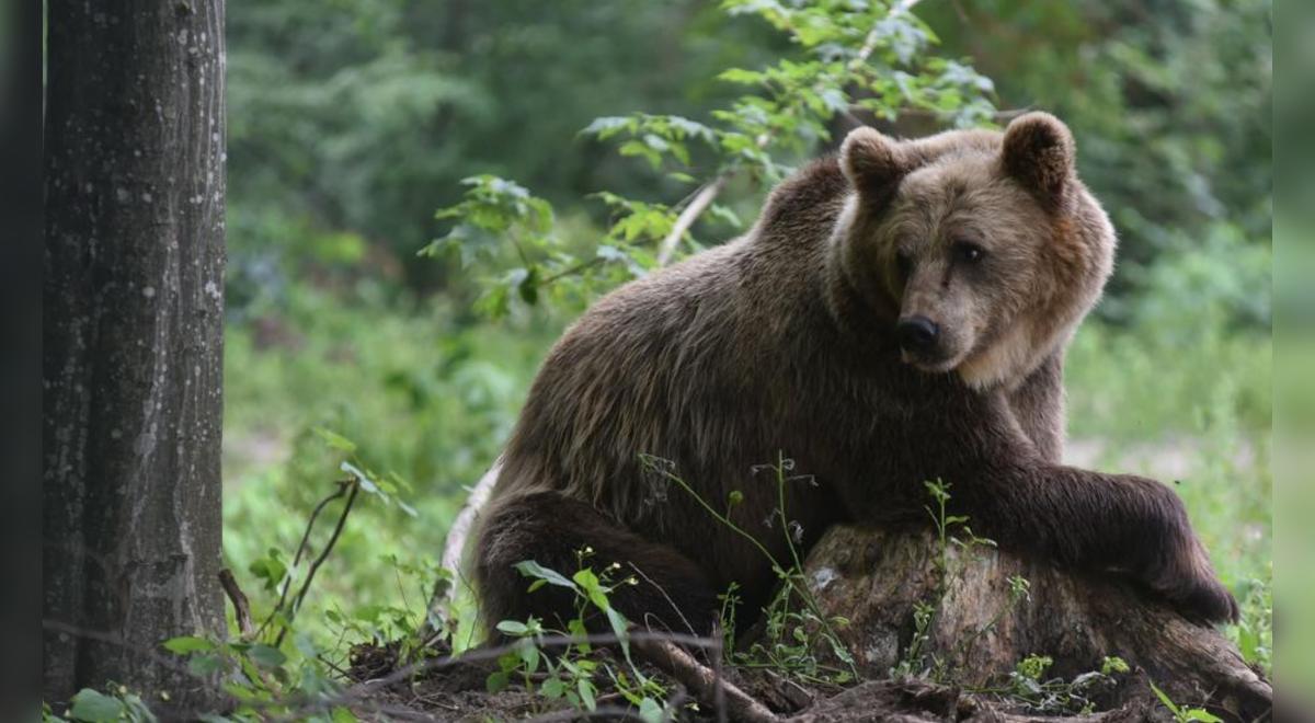 Rusia: ¿por qué el oso es el símbolo del país que gobierna Vladimir ...