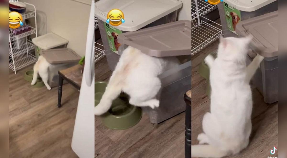 TikTok viral: joven descubre a su gato ‘robando’ comida del recipiente ...